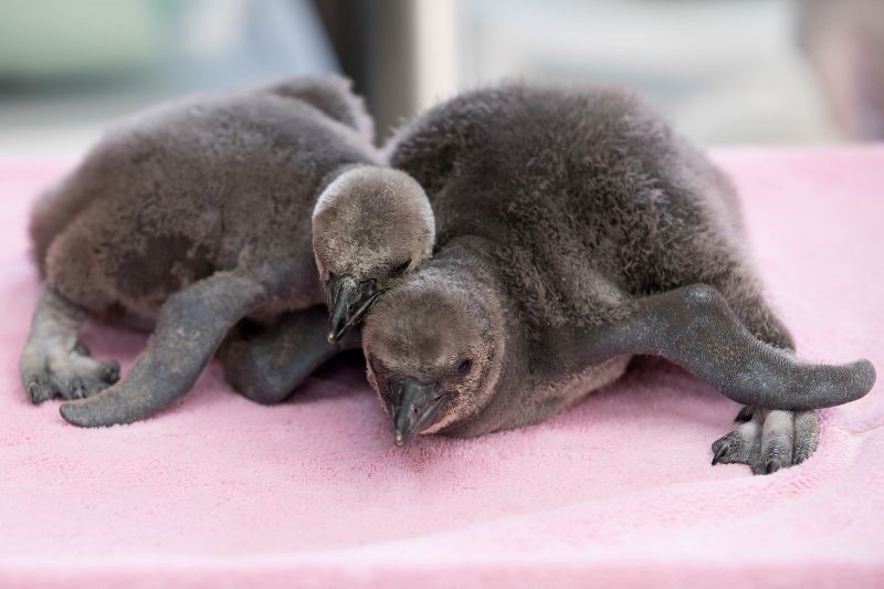 Celebrate The Hatching Of Penguin Chicks At WPZ - Fremocentrist