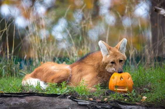 Woodland Park Zoo’s Animals Celebrate Halloween with Pumpkin Bash ...